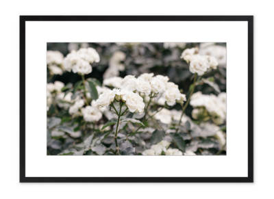What is a Mounted Print? | Matboard Mounted Print